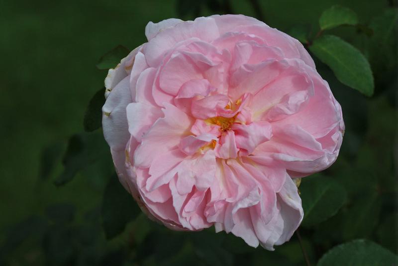 Rose (Rosa 'Barbara Austin') in the Roses Database - Garden.org