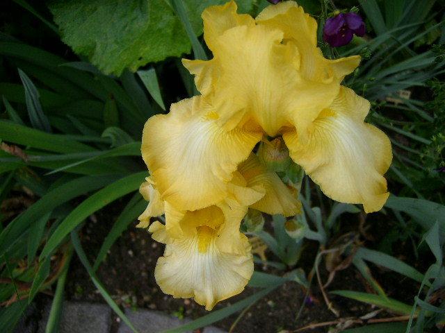 Tall Bearded Iris (Iris 'Helen Boehm') in the Irises Database - Garden.org