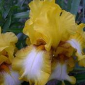 Tall Bearded Iris (Iris 'Radiant Apogee') in the Irises Database ...
