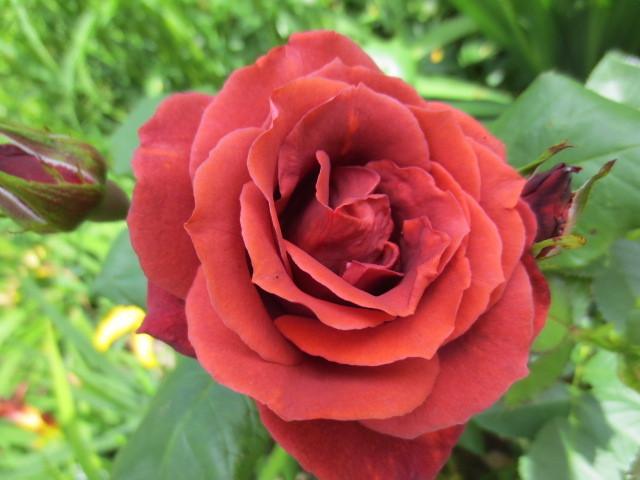 Photo of the bloom of Rose (Rosa 'Terracotta') posted by Caruso ...