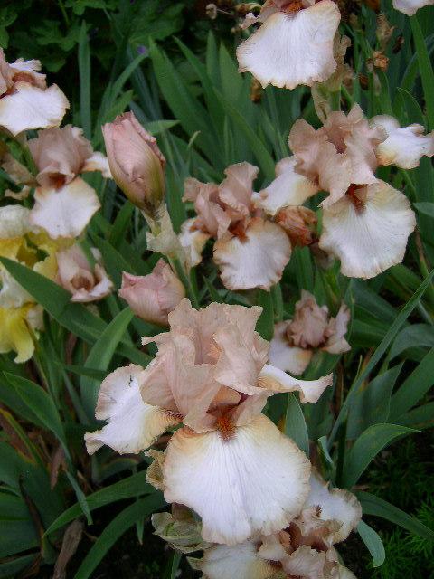 Tall Bearded Iris (Iris 'Dance Away') in the Irises Database - Garden.org