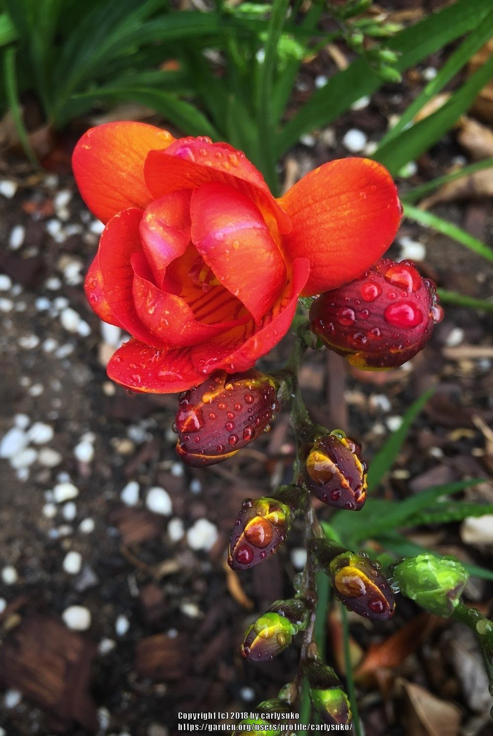 Freesias: Plant Care and Collection of Varieties - Garden.org