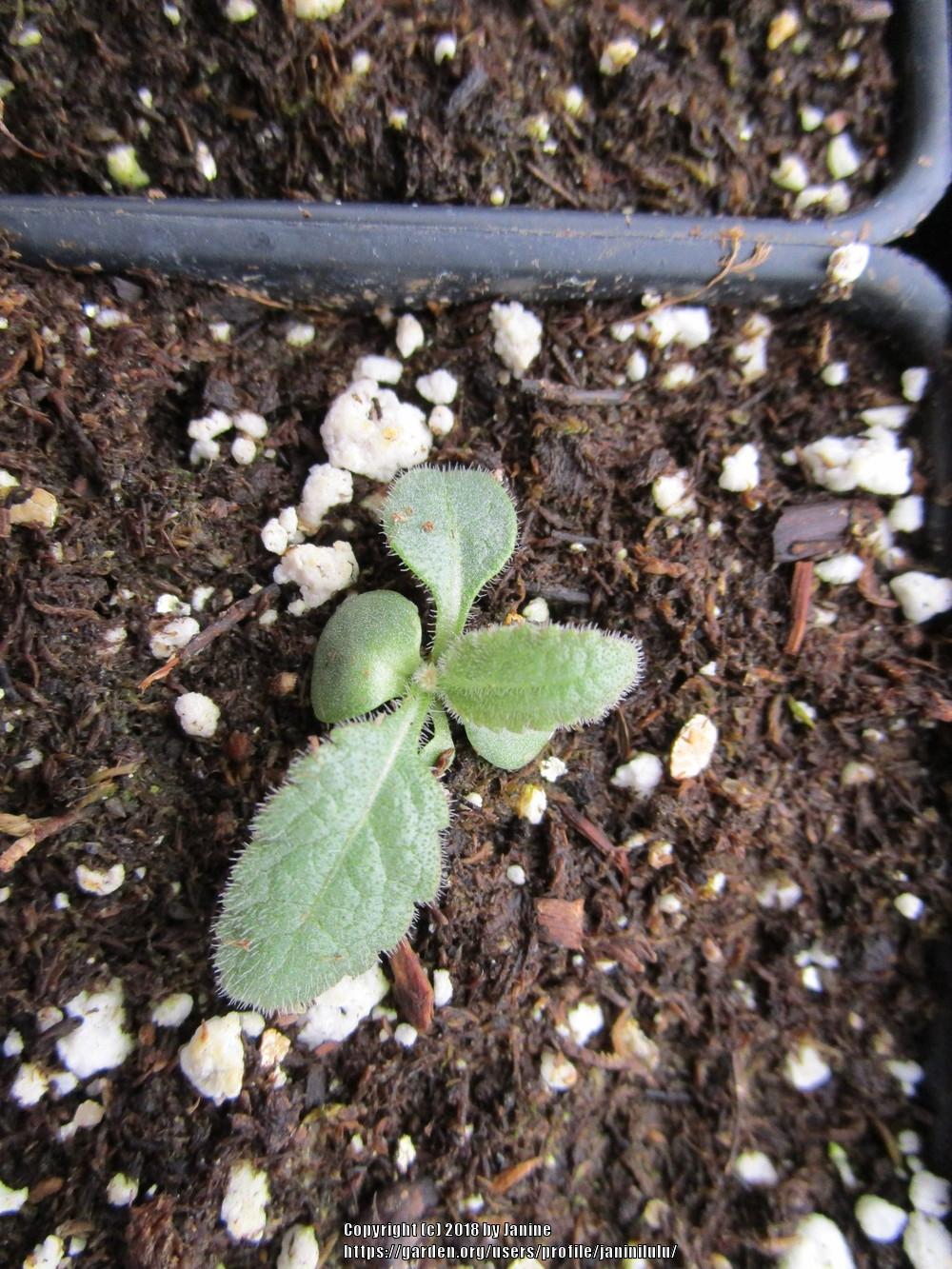 Photo of the seedling or young plant of Wild Quinine (Parthenium ...