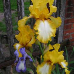 Tall Bearded Iris (Iris 'Radiant Apogee') in the Irises Database ...