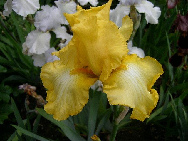 Tall Bearded Iris (Iris 'Rising Moon') in the Irises Database - Garden.org