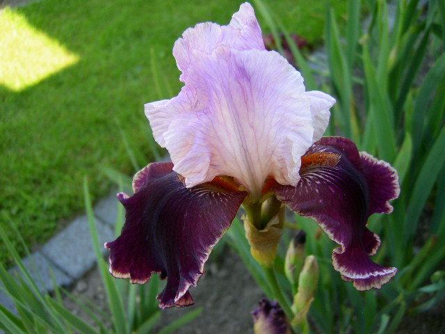 Photo of the bloom of Tall Bearded Iris (Iris 'Wine and Roses') posted ...