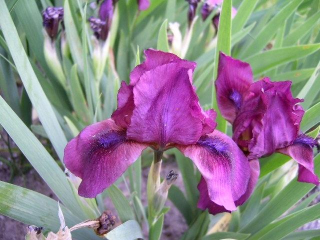 Standard Dwarf Bearded Iris (Iris 'Ruby Contrast') in the Irises ...
