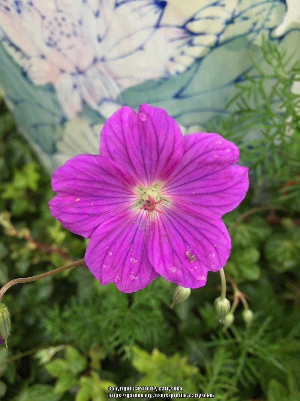Carpet Geranium (Geranium incanum) in the Geraniums Database - Garden.org