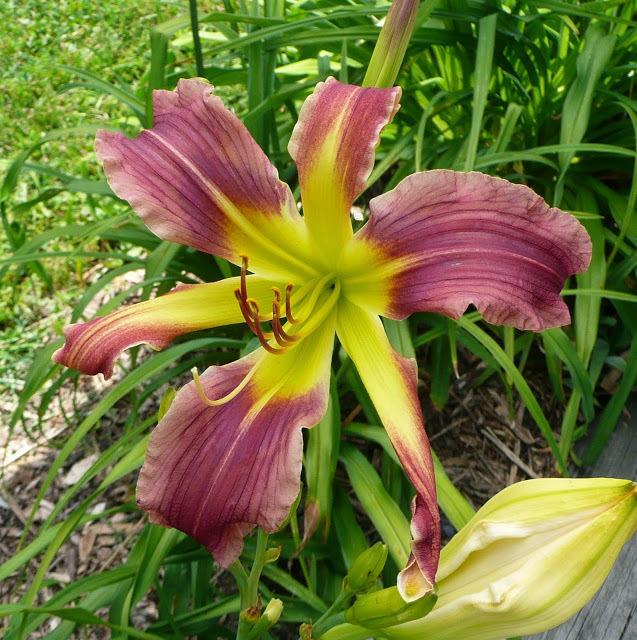 Daylily (Hemerocallis 'Screaming Eels') in the Daylilies Database ...