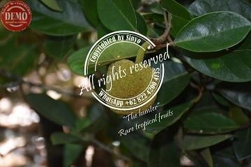 TROPICAL SEEDS 4 sale:Prainea Limpato, Artocarpus, Willughbeia, Durio ...