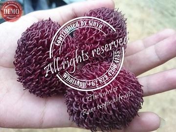 TROPICAL SEEDS 4 sale:Prainea Limpato, Artocarpus, Willughbeia, Durio ...