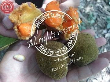 TROPICAL SEEDS 4 sale:Prainea Limpato, Artocarpus, Willughbeia, Durio ...