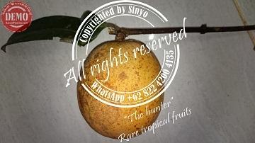 TROPICAL SEEDS 4 sale:Prainea Limpato, Artocarpus, Willughbeia, Durio ...