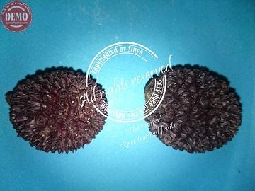 TROPICAL SEEDS 4 sale:Prainea Limpato, Artocarpus, Willughbeia, Durio ...