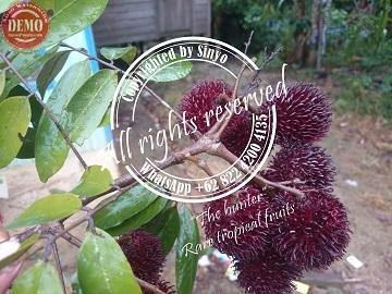 TROPICAL SEEDS 4 sale:Prainea Limpato, Artocarpus, Willughbeia, Durio ...