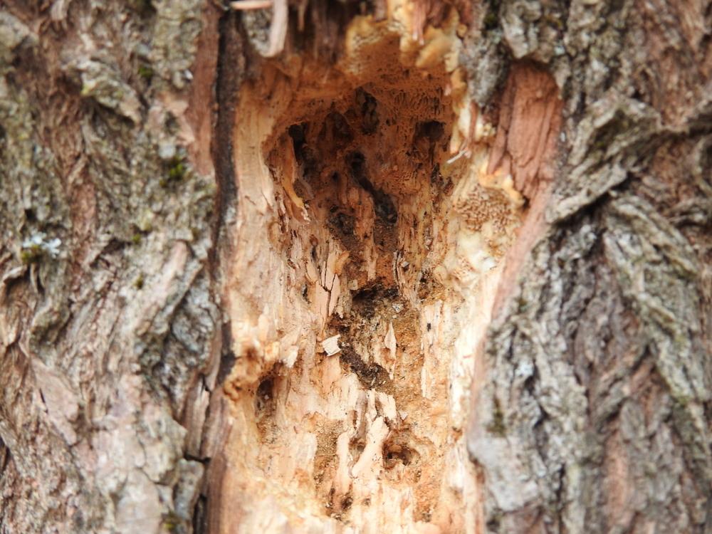 willow tree NEED HELP! in the Pests and Diseases forum - Garden.org
