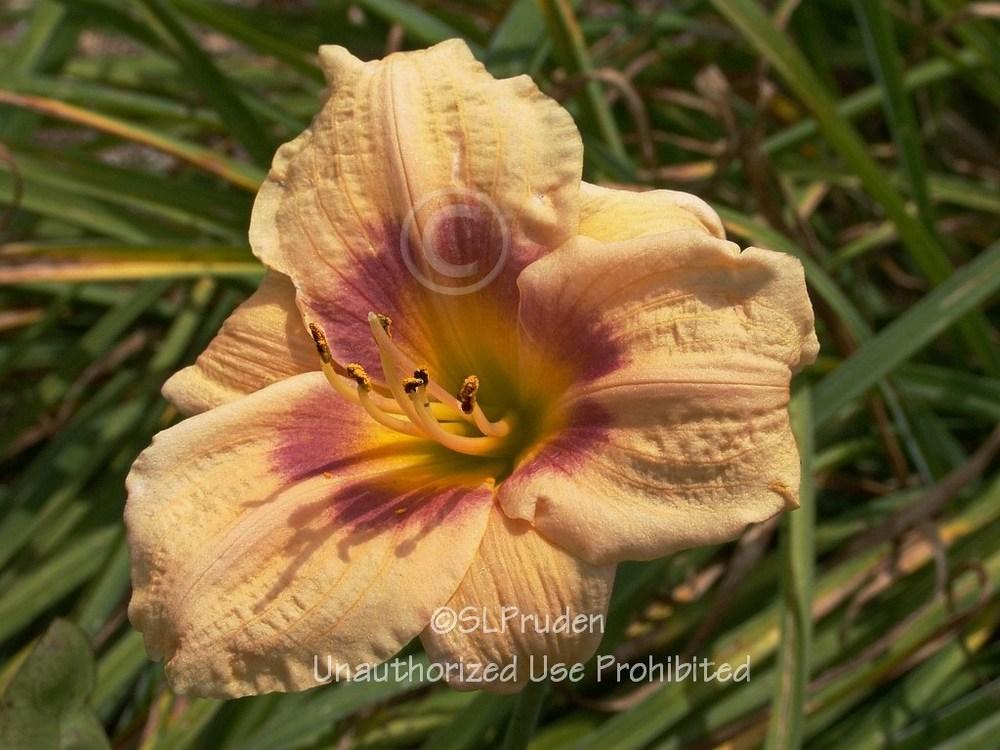 Daylily (Hemerocallis 'Hopi Bride') in the Daylilies Database - Garden.org