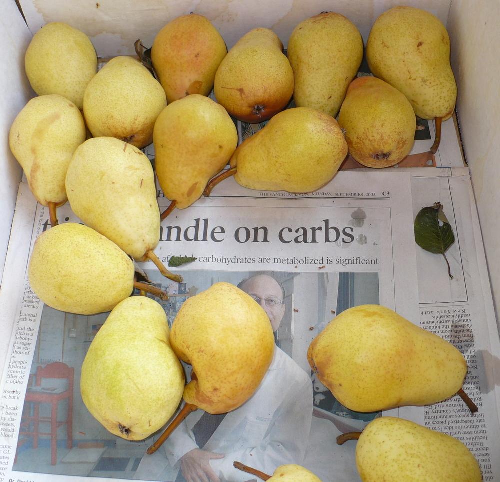 Bartlett Pear (Pyrus communis 'Bon Chretien') in the Pears Database ...