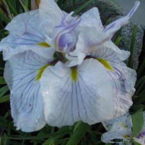 Japanese Iris (Iris ensata 'Lace Ruff') in the Irises Database - Garden.org