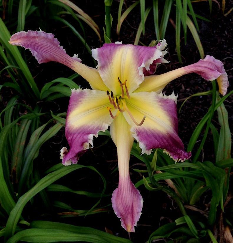 Daylily (Hemerocallis 'Finding Feathers') in the Daylilies Database - Garden.org