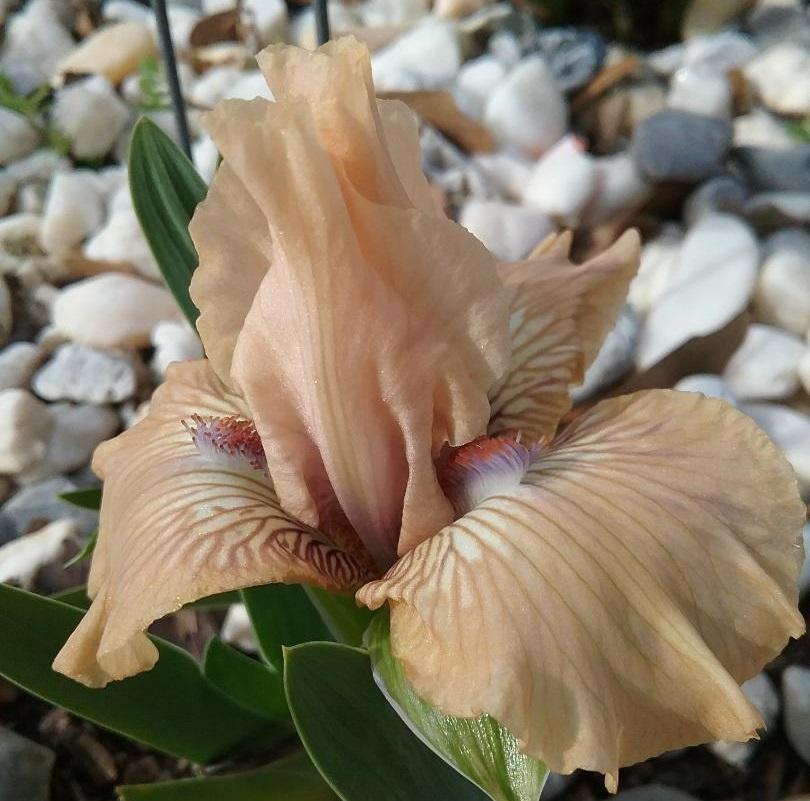 Photo of the bloom of Standard Dwarf Bearded Iris (Iris 'Baby Doe Tabor ...