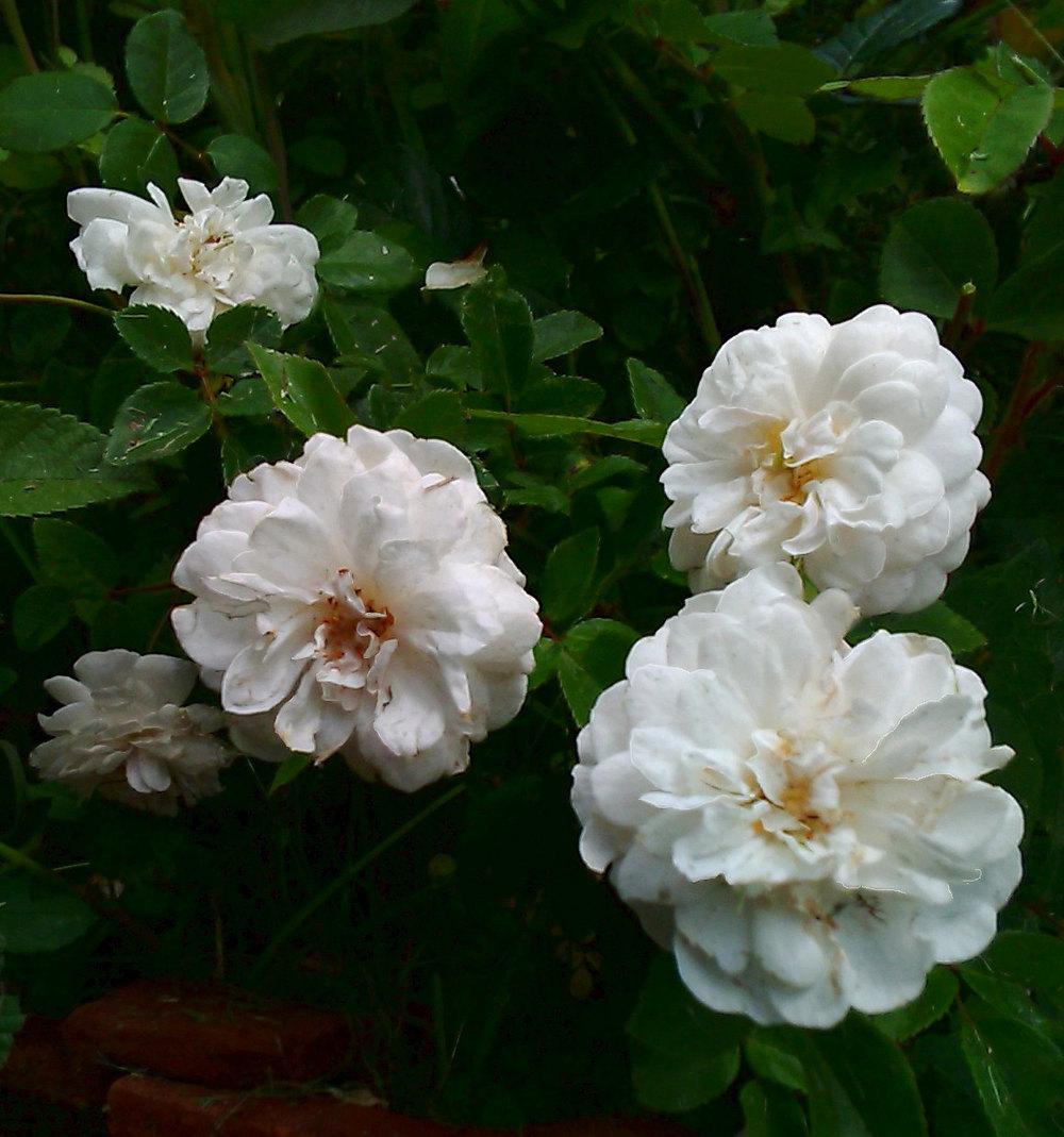 Rose (Rosa 'Little Rambler') in the Roses Database - Garden.org
