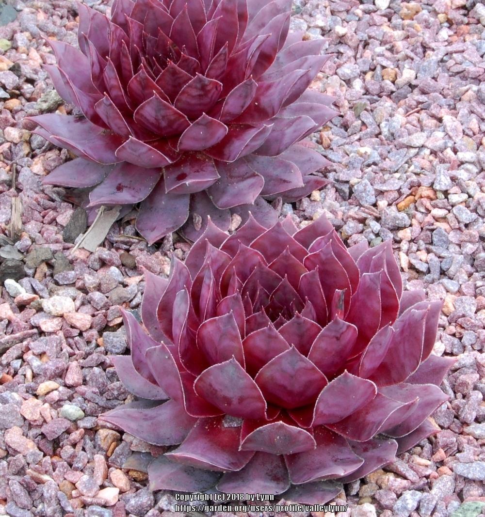 Photo of the leaves of Hen and Chicks (Sempervivum 'Blue Balou') posted ...