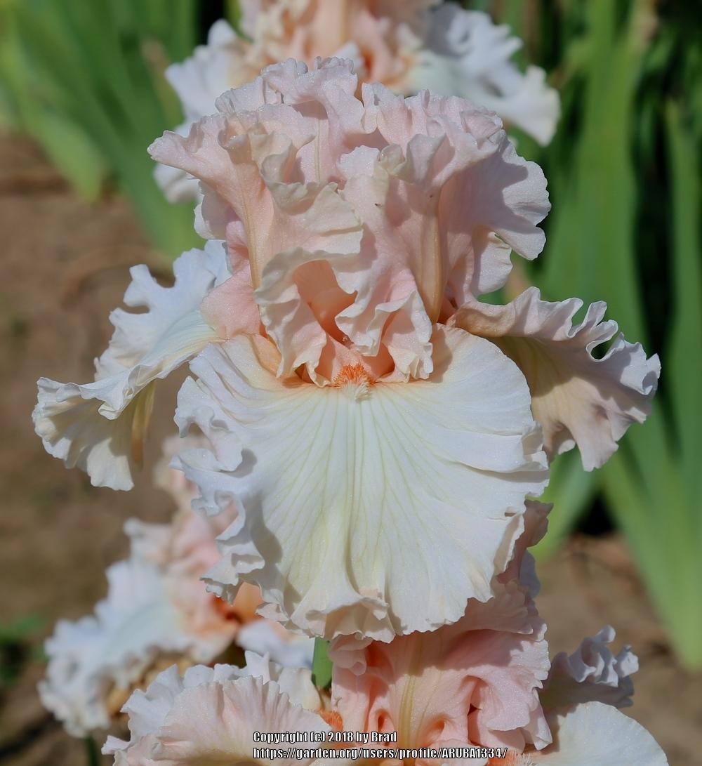 Photo of the bloom of Tall Bearded Iris (Iris 'Magical') posted by ...