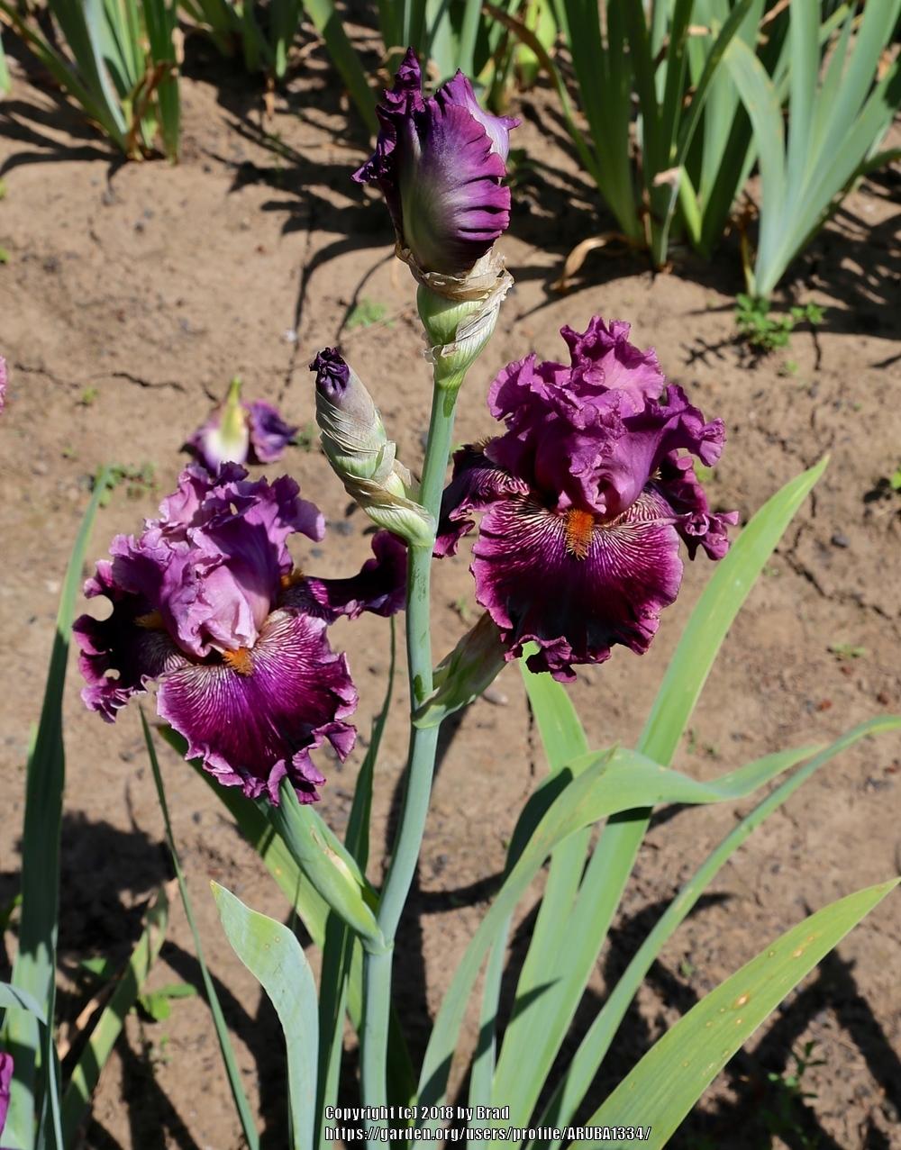 Photo of the bloom of Tall Bearded Iris (Iris 'Cherry Parfait') posted ...