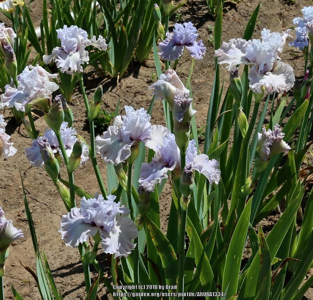Photo of the bloom of Tall Bearded Iris (Iris 'Full of Hope') posted by ...