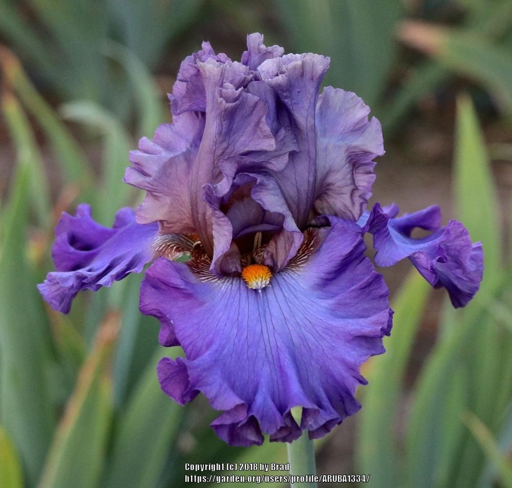 Tall Bearded Iris (Iris 'Nostalgic Memory') in the Irises Database ...