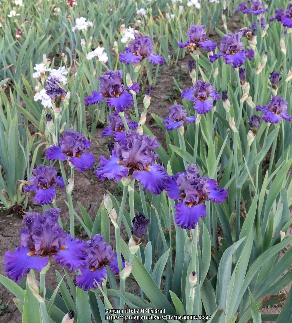 Photo of the bloom of Tall Bearded Iris (Iris 'Nostalgic Memory ...