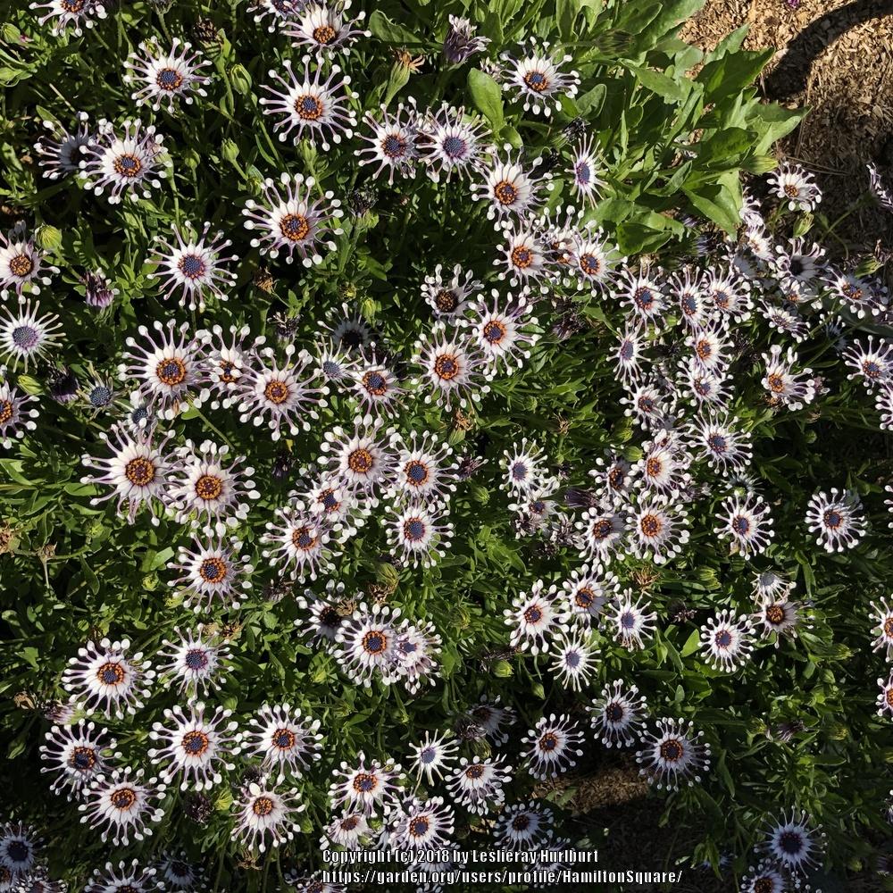 African Daisy (Dimorphotheca ecklonis FlowerPower® Spider White ...