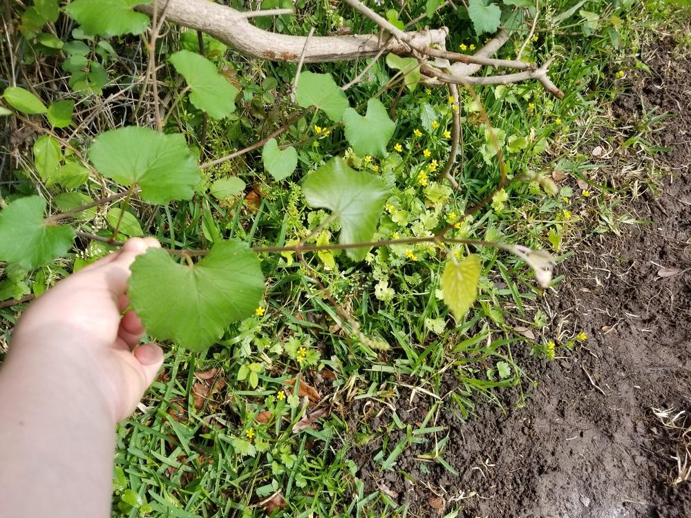 Vine identification in the Plant ID forum - Garden.org