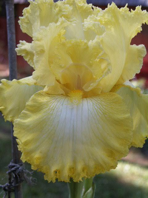 Tall Bearded Iris (Iris 'Frazzle Dazzle') in the Irises Database ...