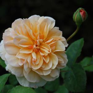 Rose (Rosa 'Port Sunlight') in the Roses Database - Garden.org