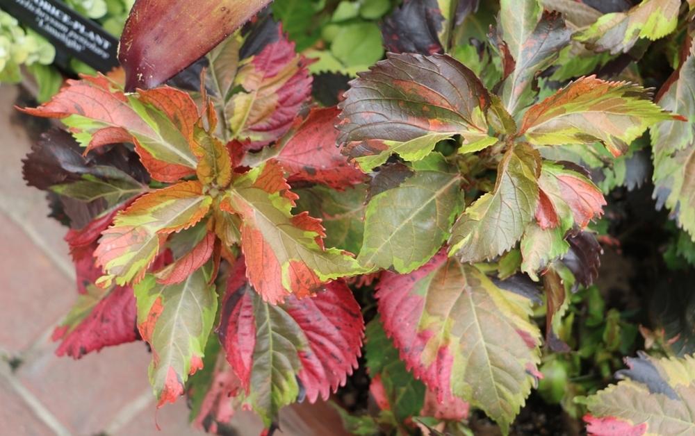 Copper Plant (Acalypha wilkesiana 'Tiki Jungle Cloak') - Garden.org