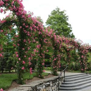 Rose (Rosa 'American Pillar') in the Roses Database - Garden.org