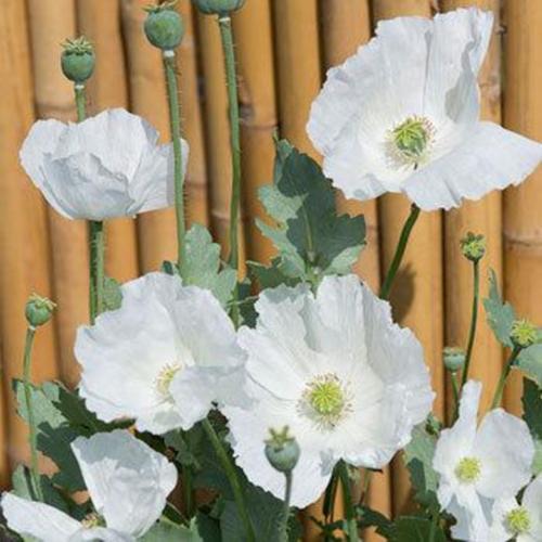 Poppy (Papaver somniferum 'Sissinghurst White') in the Poppies Database ...