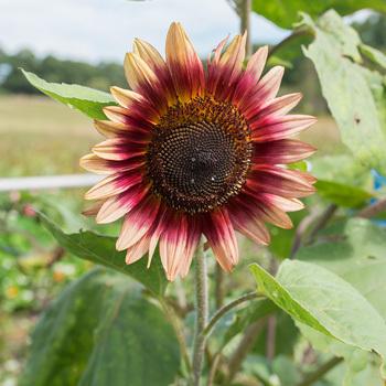 Sunflower (Helianthus annuus 'Gypsy Charmer') in the Sunflowers ...