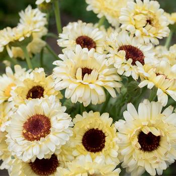 Pot Marigold (Calendula officinalis 'Ivory Princess') - Garden.org