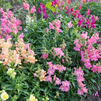 Snapdragon (Antirrhinum majus 'Trumpet Serenade Mix') - Garden.org
