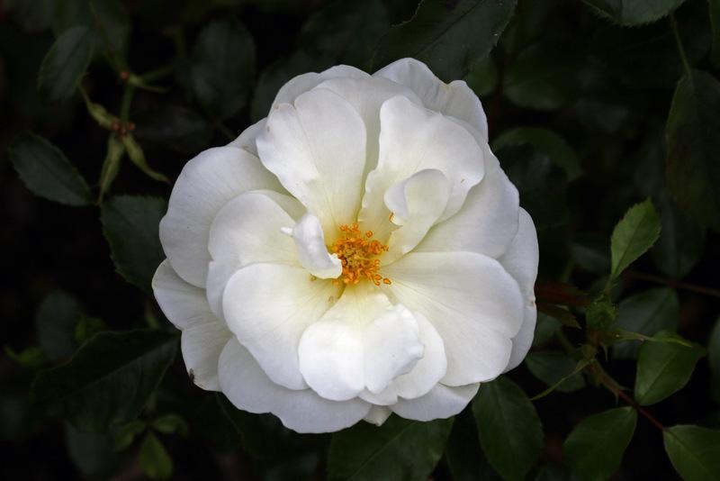 Groundcover Rose (Rosa 'Flower Carpet White') in the Roses Database ...