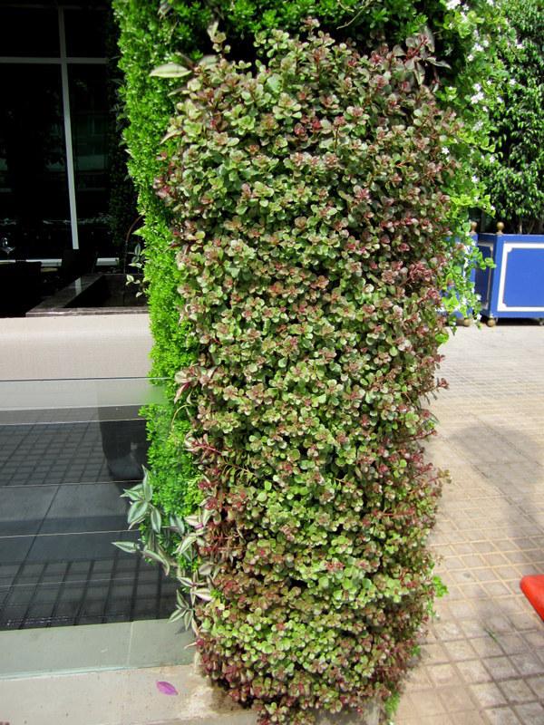Green wall in the Plant ID forum - Garden.org