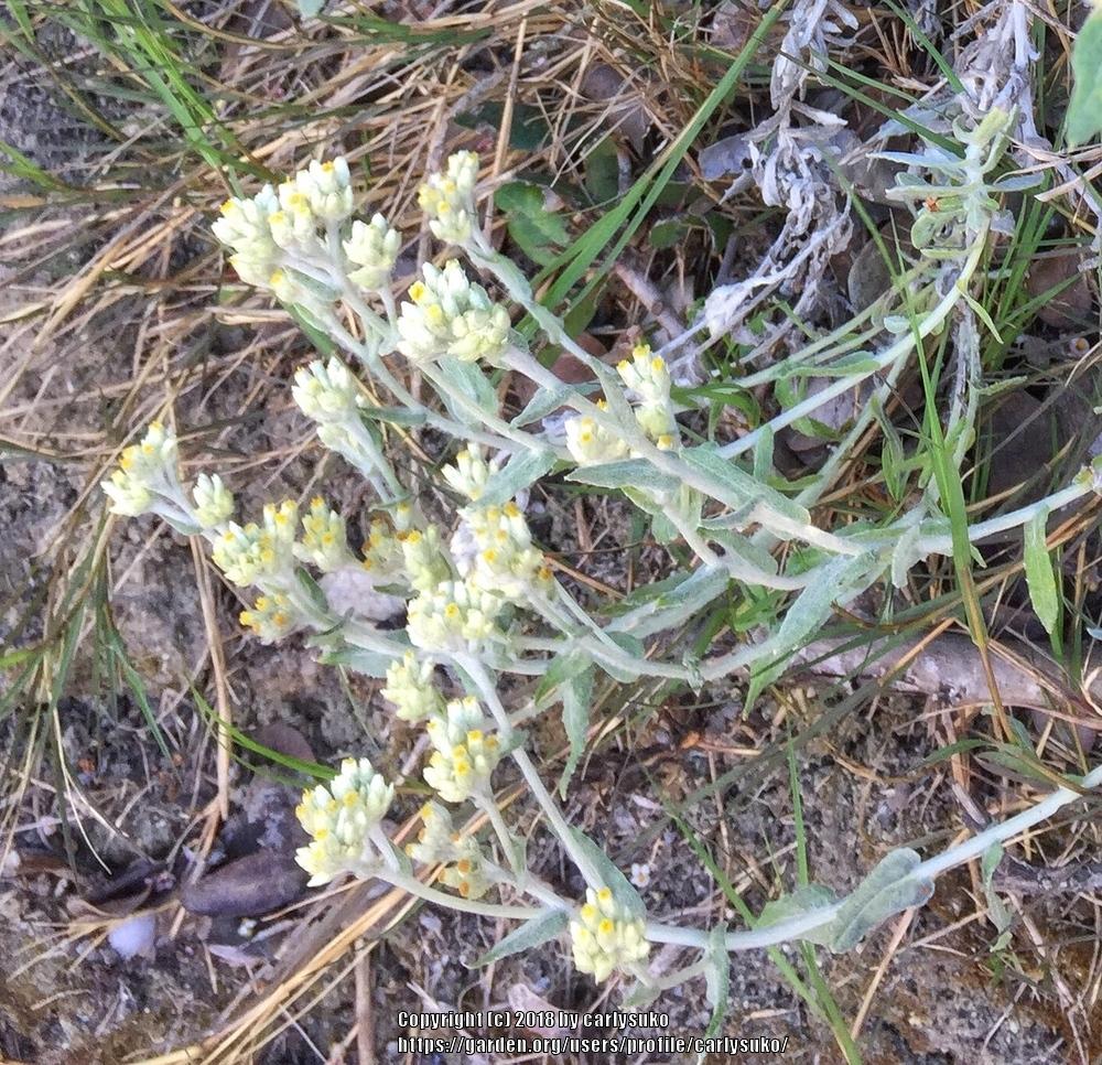 California Everlasting (Gnaphalium californicum) - Garden.org