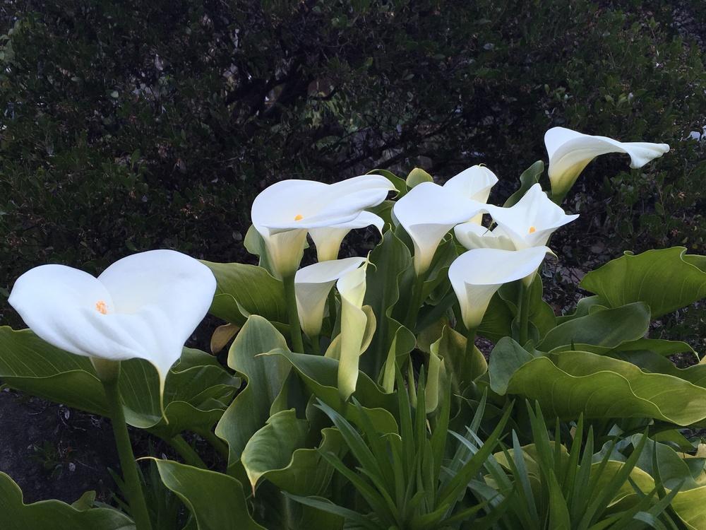 Callas: Plant Care and Collection of Varieties - Garden.org