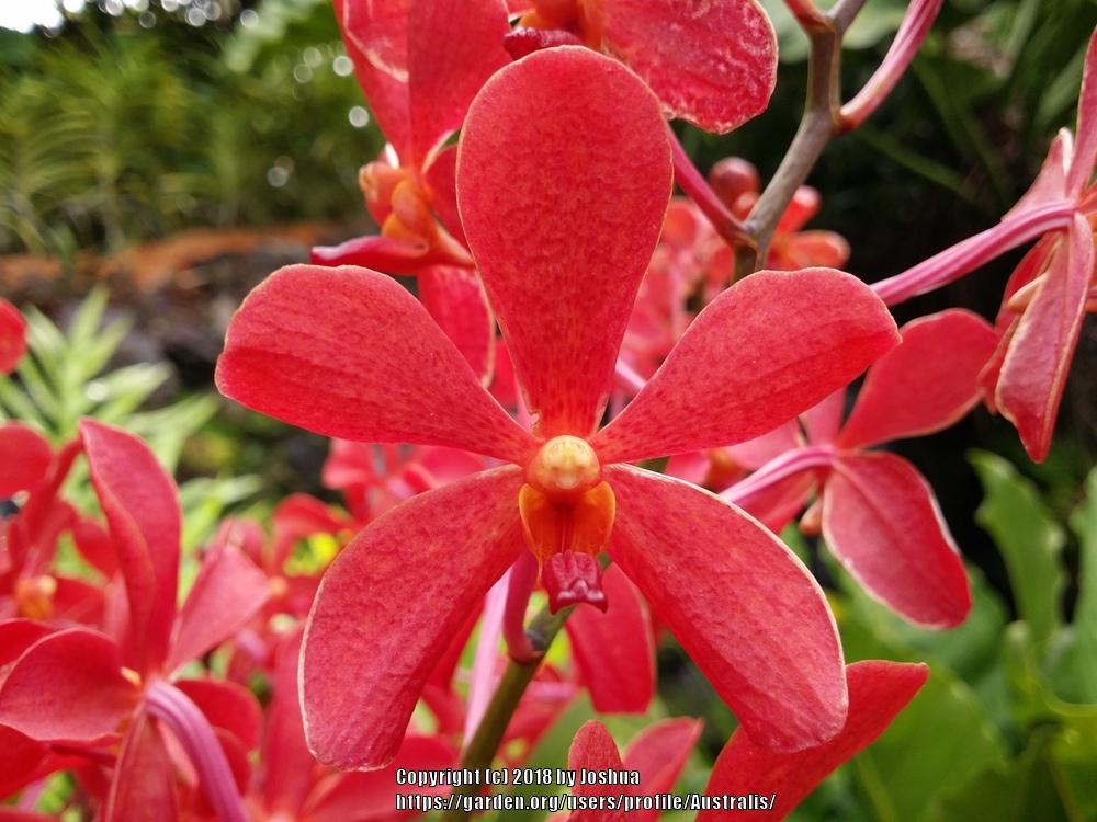 Orchid (Aranda Sumalee) - Garden.org