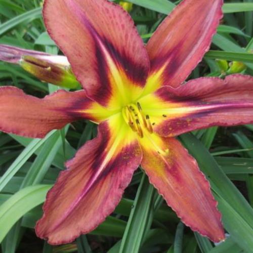 Daylily (Hemerocallis 'Brown Delicious') in the Daylilies Database ...