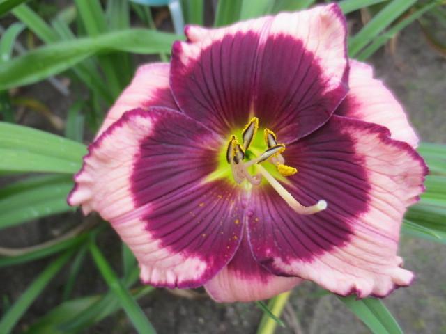 Photo of the bloom of Daylily (Hemerocallis 'Blackberries and Cream ...