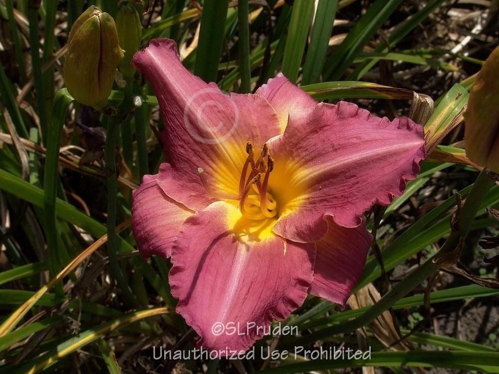 Daylily (Hemerocallis 'Lumbee Lace') in the Daylilies Database - Garden.org
